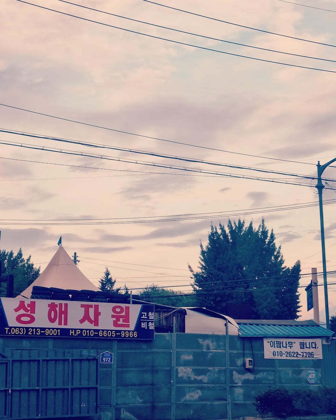 이팝나무 팝니다