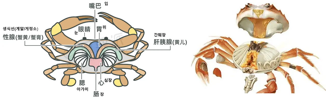 상하이 민물털게 드셔보셨나요