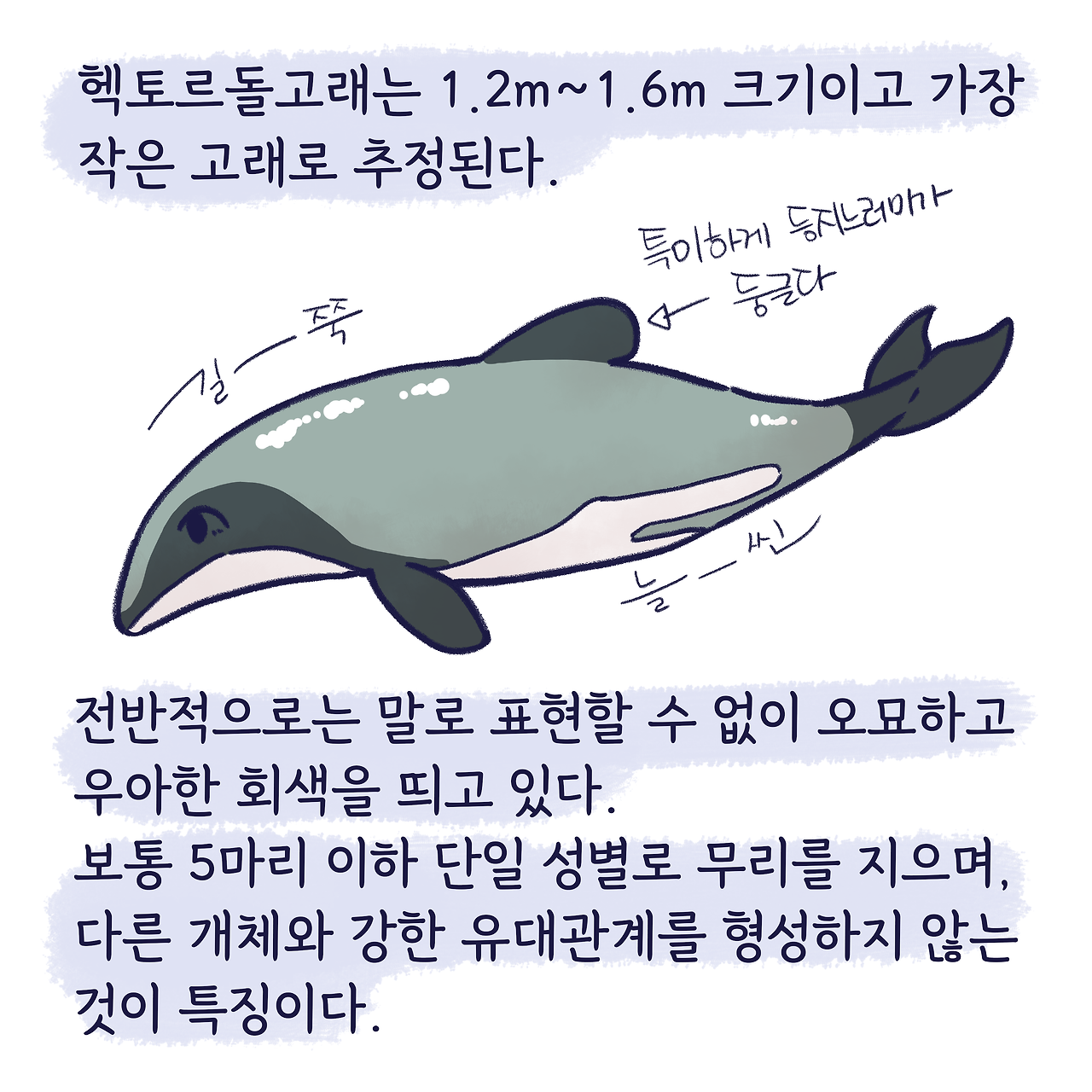 작은 고래들