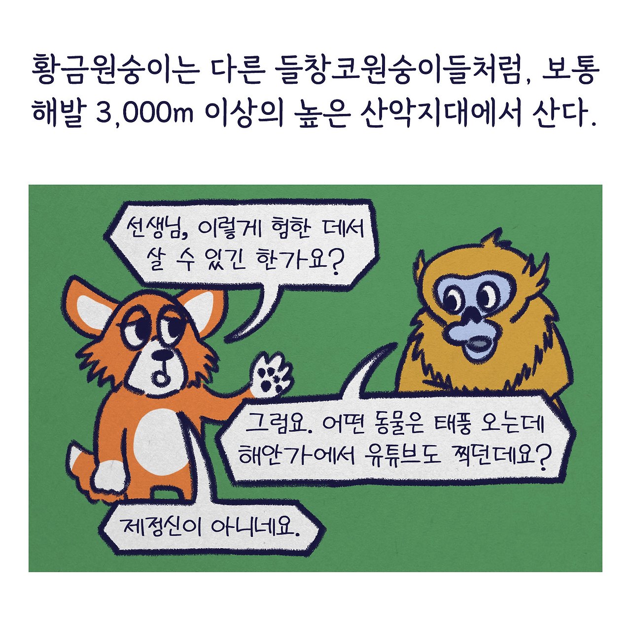 황금원숭이의 겨울나기