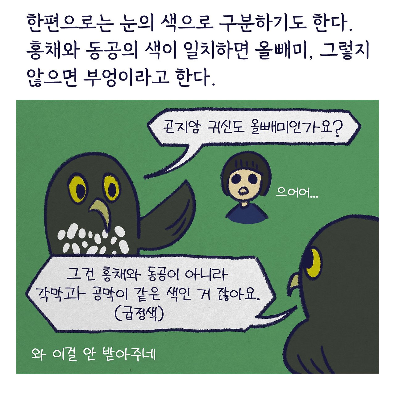 올빼미와 부엉이 구분법