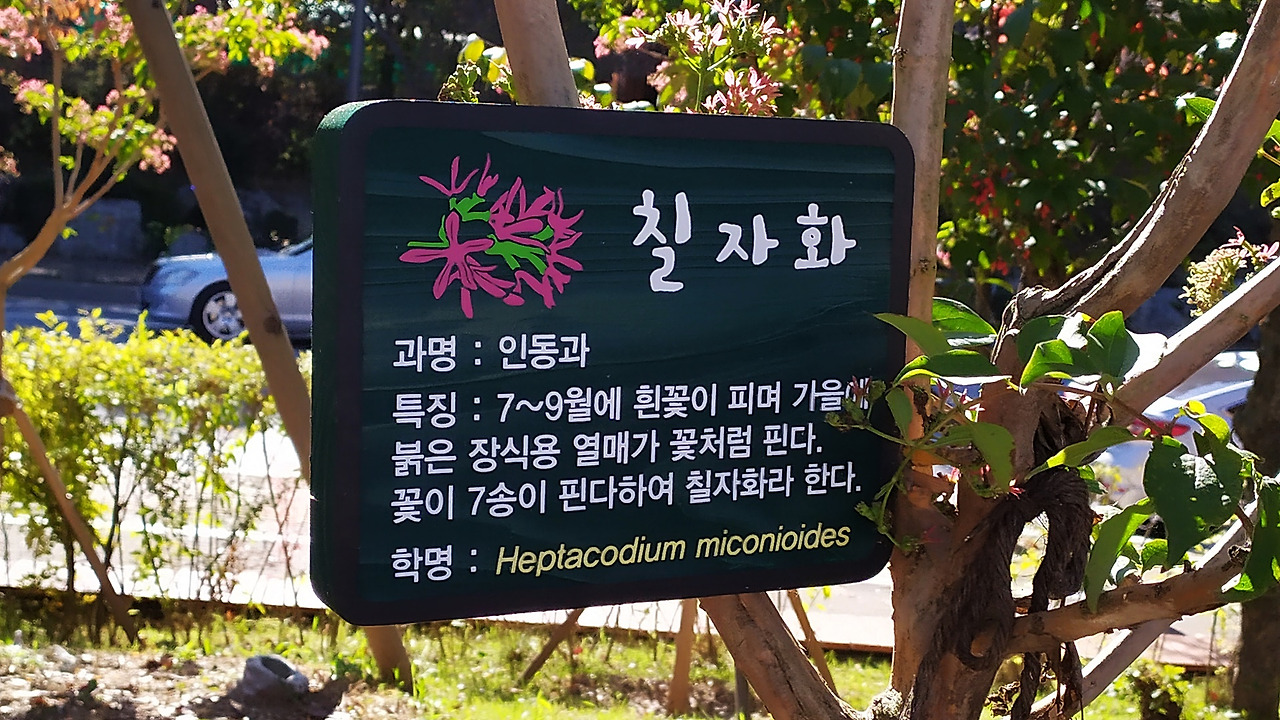 칠자화