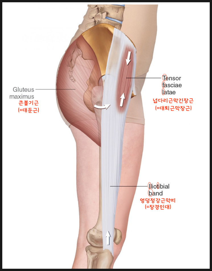여자 다리 모양 망하게 만드는 트레이너들의 특징
