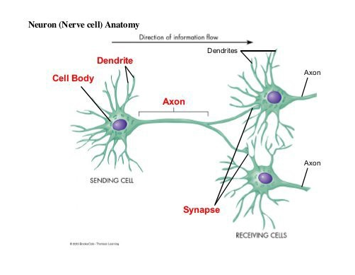 인공신경망 개념neural Network