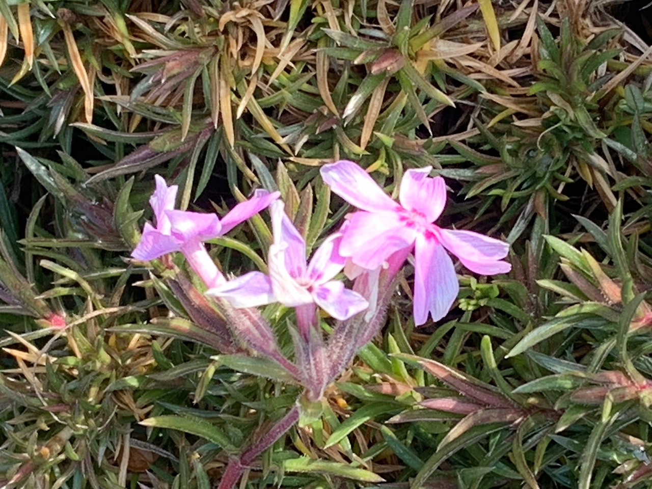 03화 겨울에 핀 꽃잔디꽃