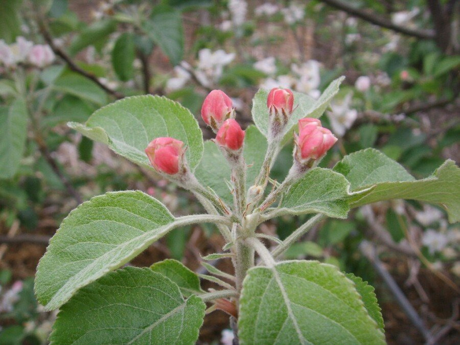 04화 사과꽃망울