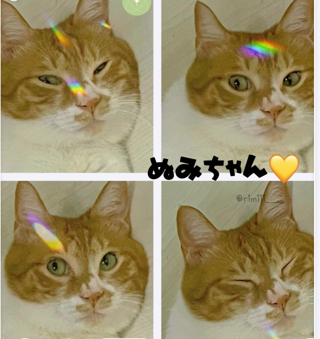 어른 고양이