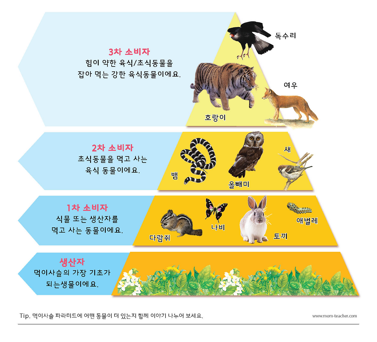 먹이사슬