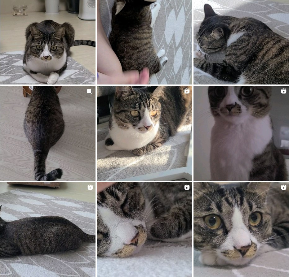 고양이 딸 눈치 보기