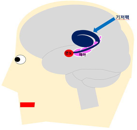 두뇌 기저핵과 공부습관2