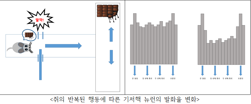 두뇌 기저핵과 공부습관2