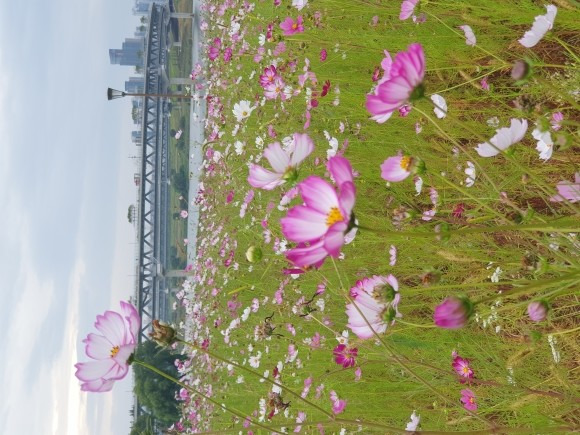 가을 코스모스