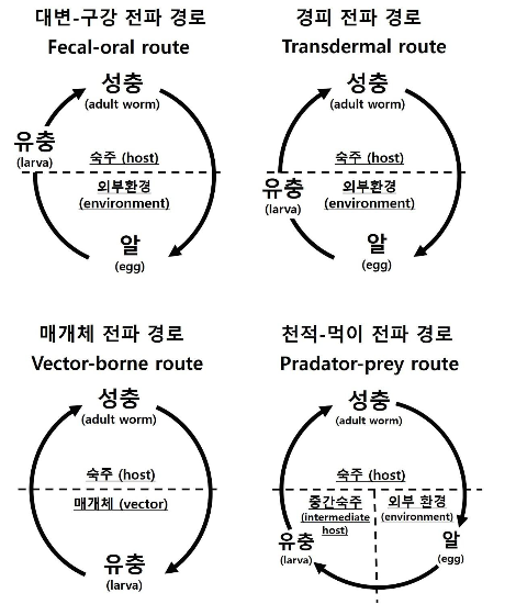 기생충 제국 기생충의 분류체계 5 연충류2 개요2