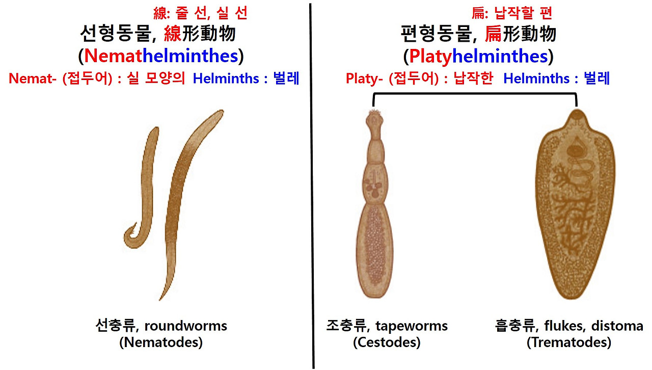 기생충 제국 기생충의 분류체계 5 연충류2 개요2