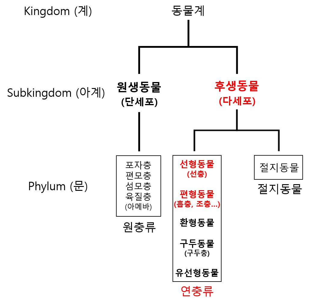 기생충 제국 기생충의 분류체계 5 연충류2 개요2