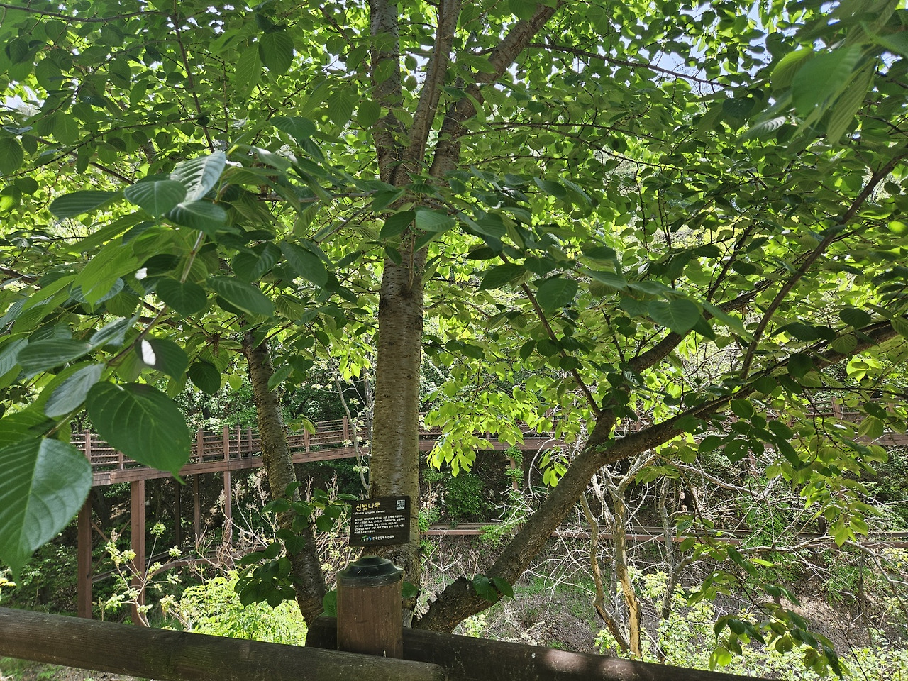 맞춤형 산림치유 힐링 숲길 국립예산치유의숲