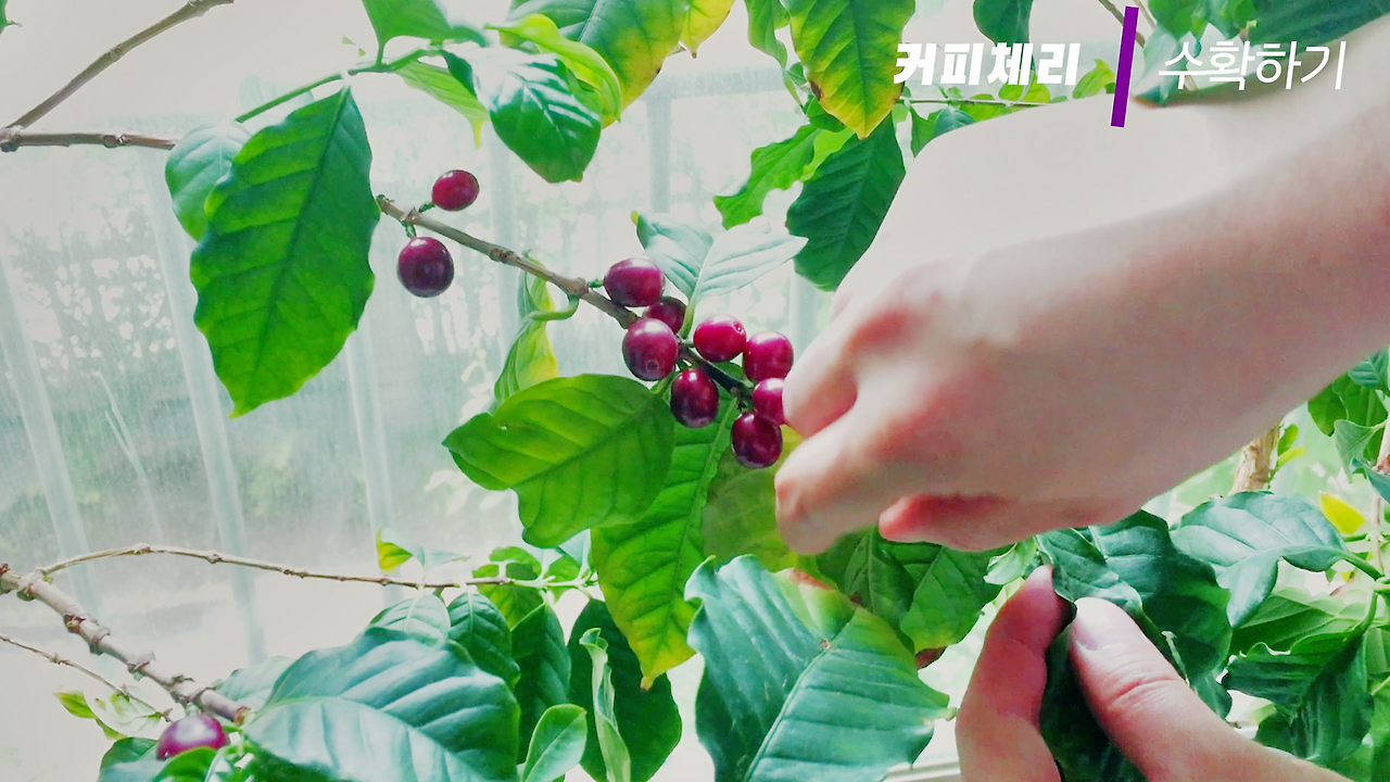 10년 키운 커피열매 수확해서 로스팅 하기