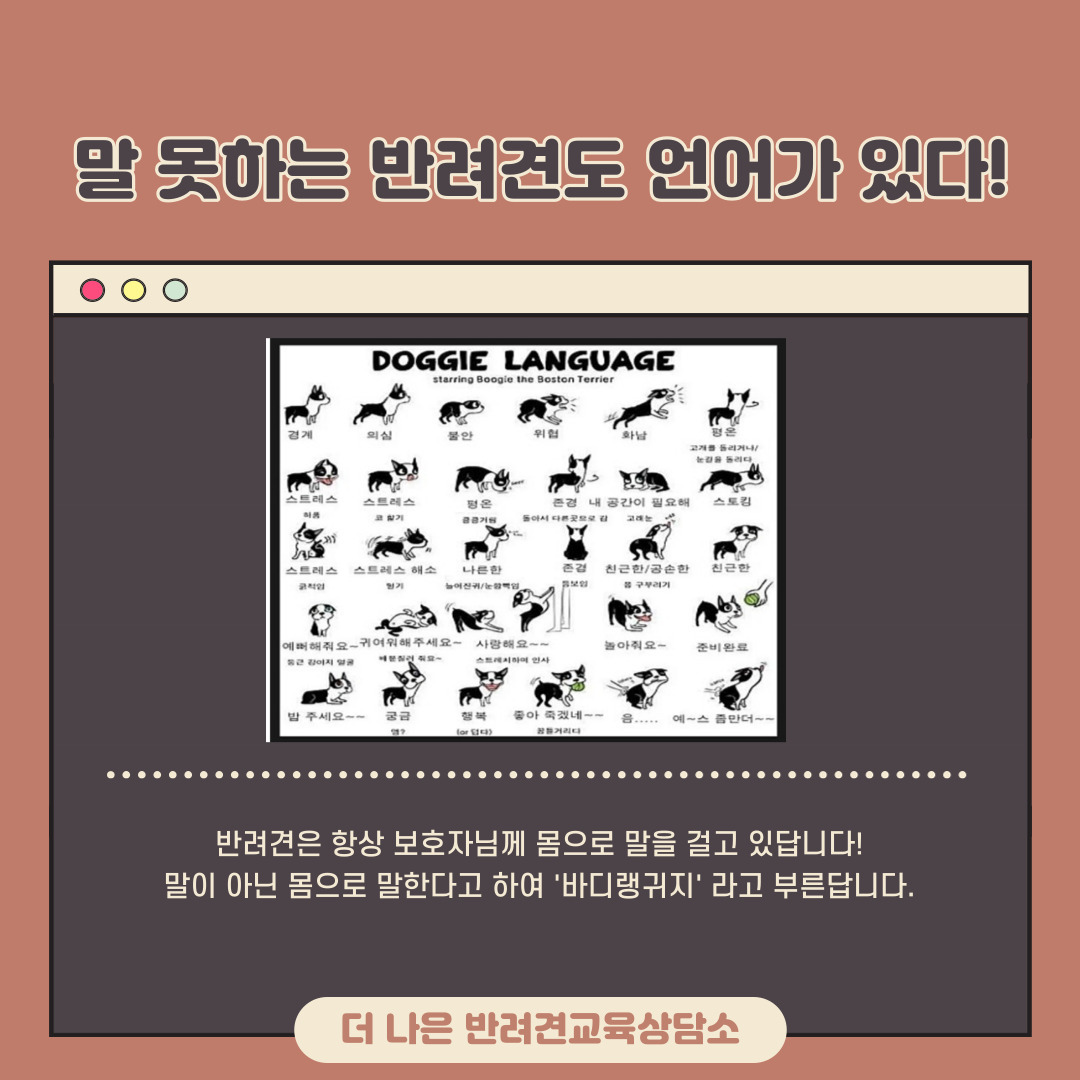반려견의 언어 바디랭귀지