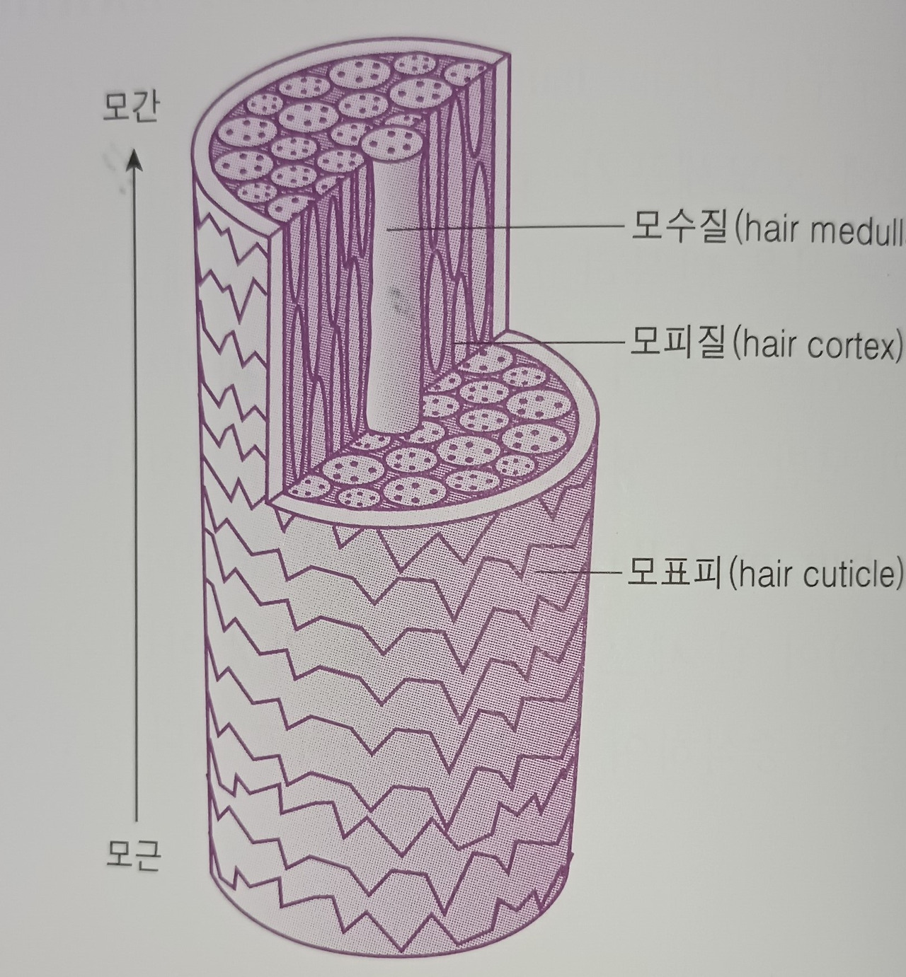 01화 안녕하십니까 당신의 모발