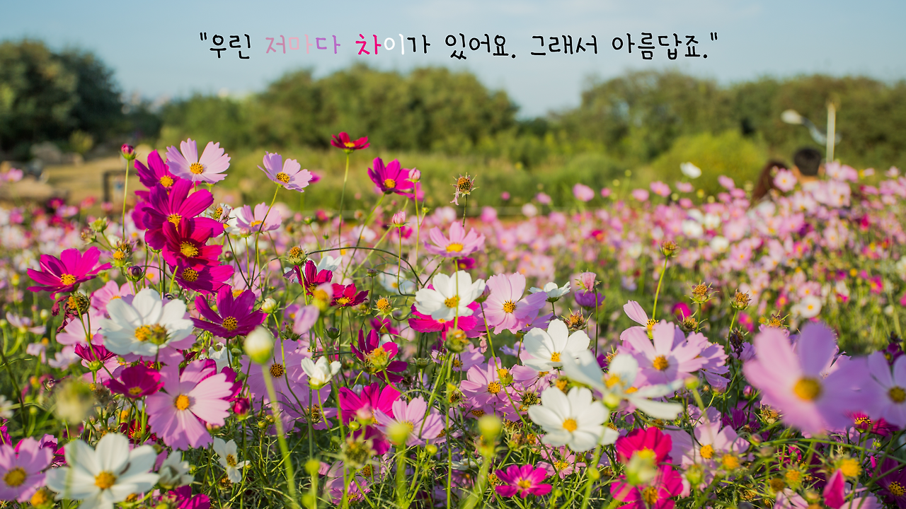 12월의 코스모스