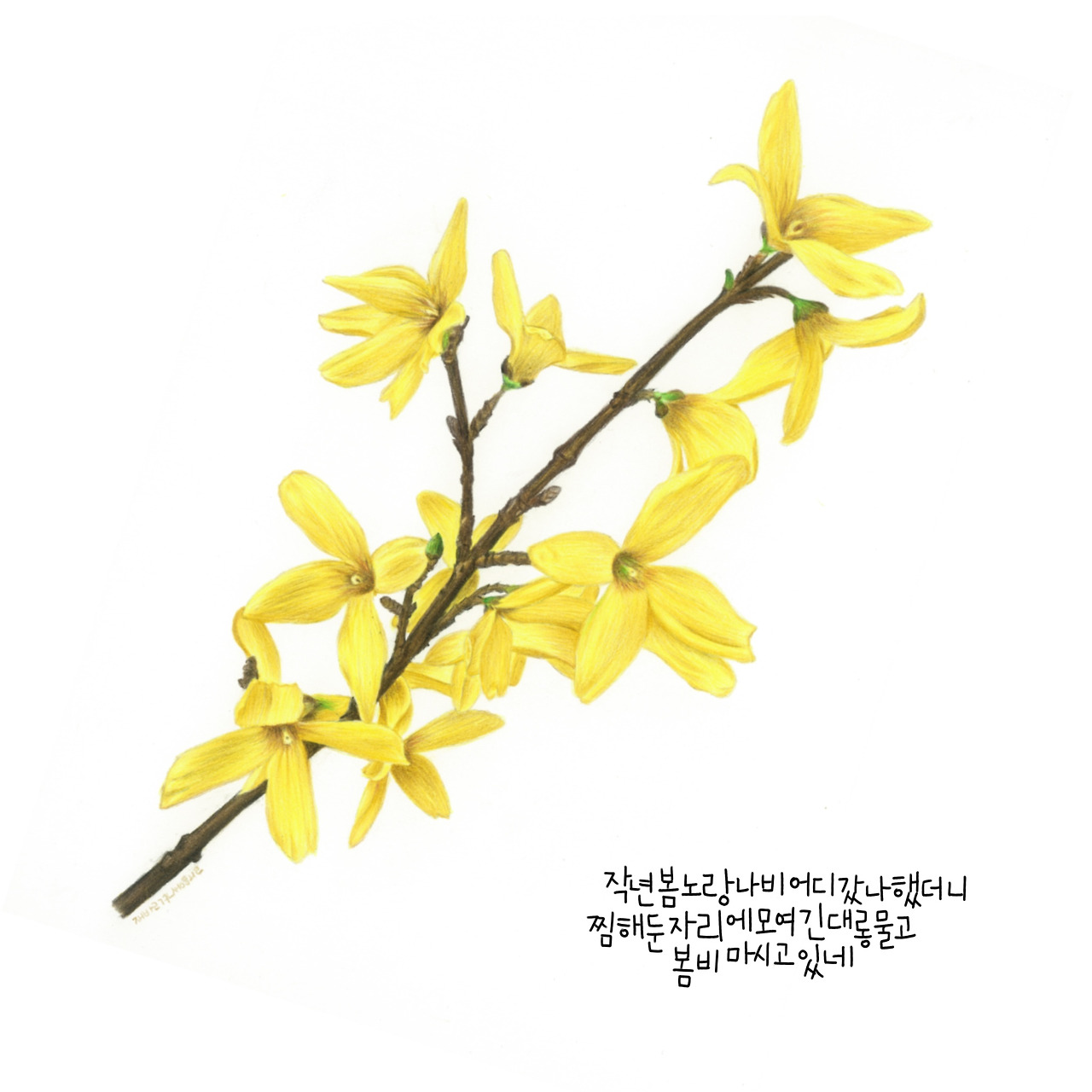 01화 개나리2