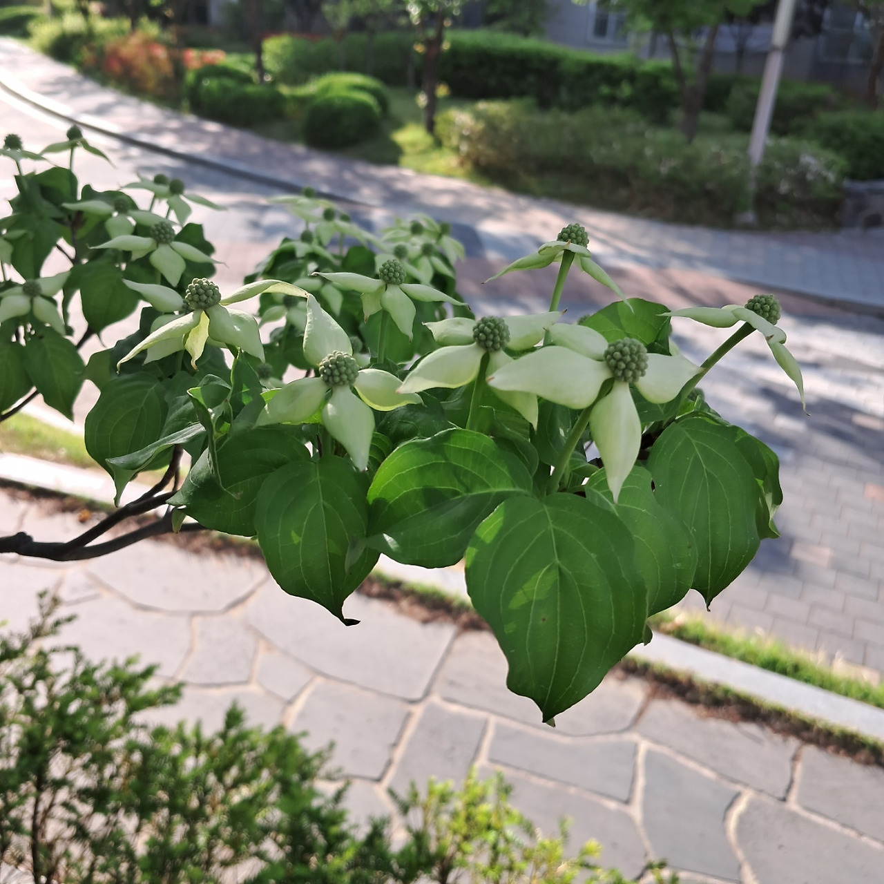 산딸나무 십자가 모양의 청아한 꽃과 질서정연한 매력