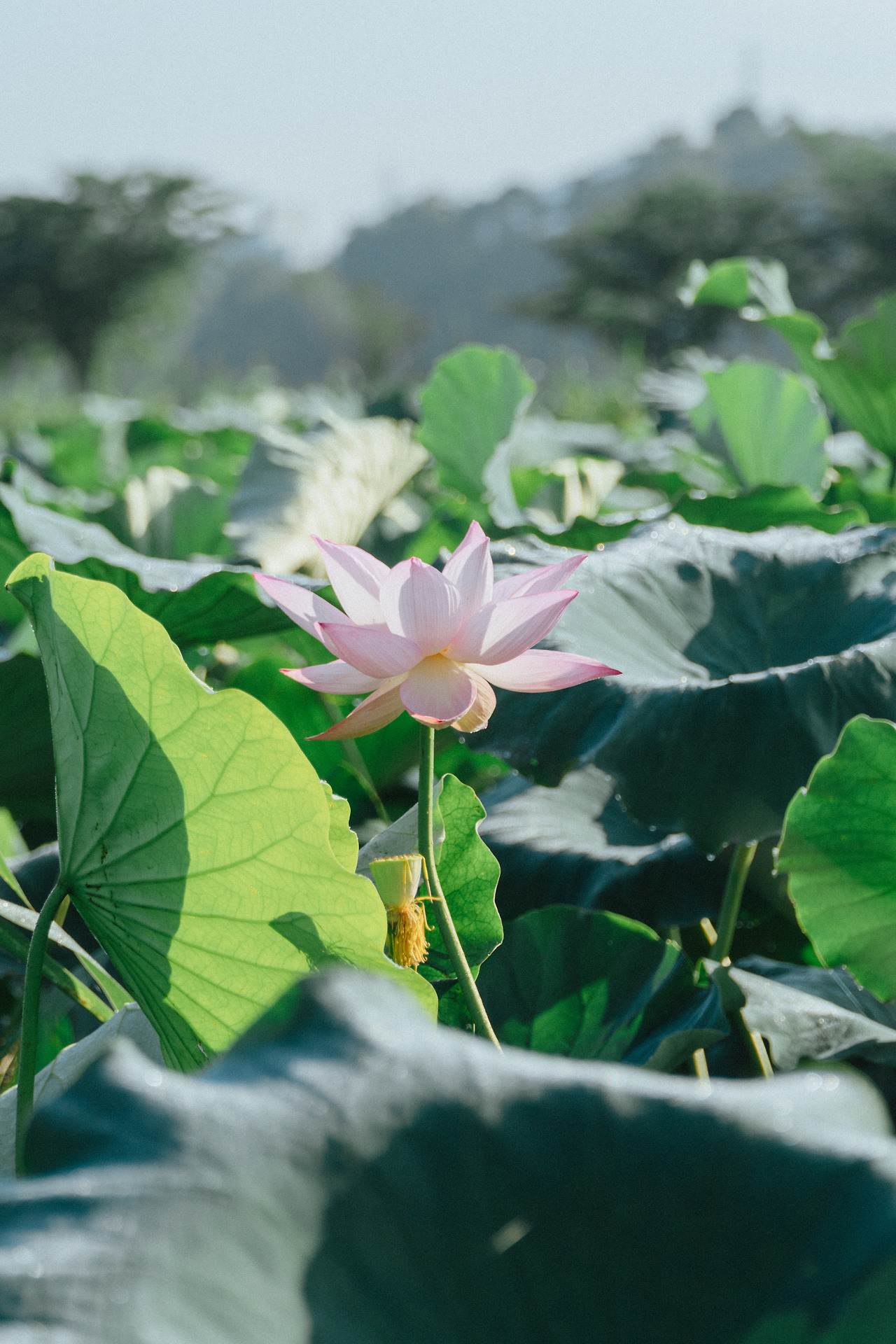 22화 연꽃