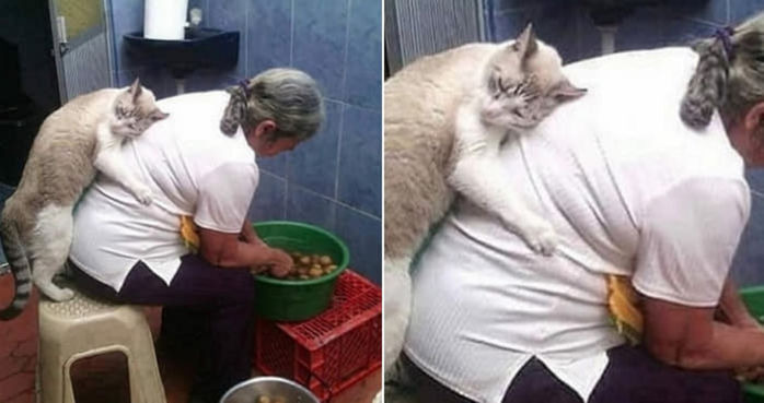 평생 고생한 할머니 굽은 등을 본 고양이의 감동 행동