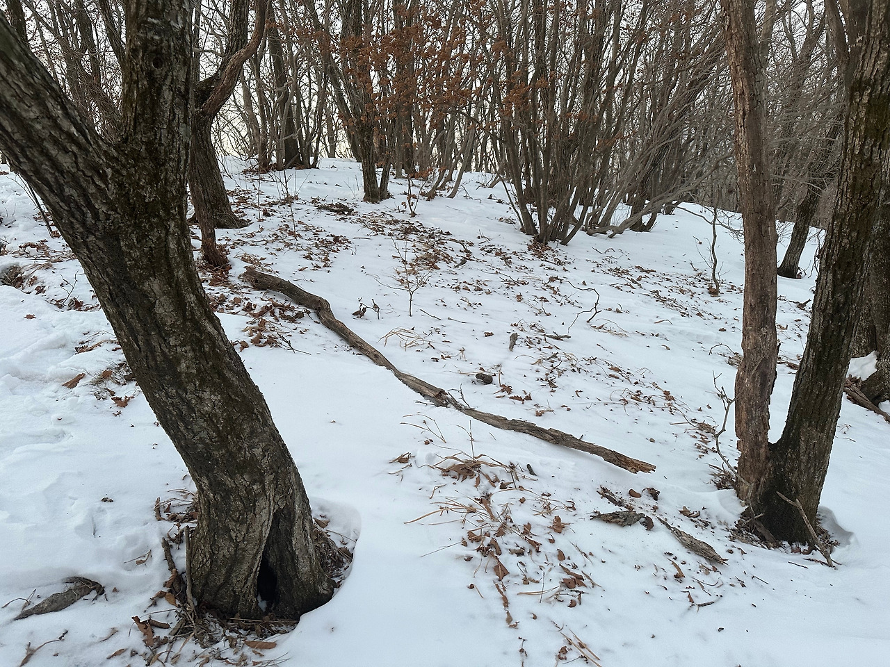 [신년맞이] 우당탕탕 거창 덕유산 지봉(1,343m)