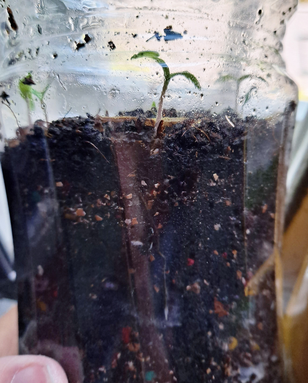 토마토 바질 싹 틔우기