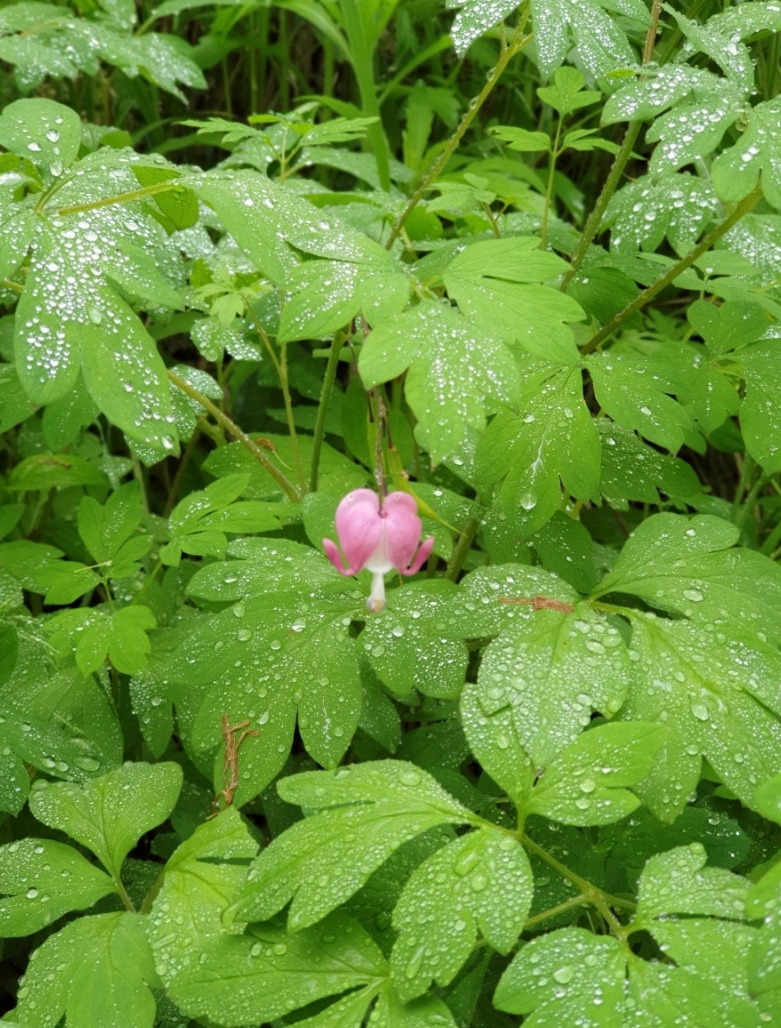 09화 져도 꽃은 꽃