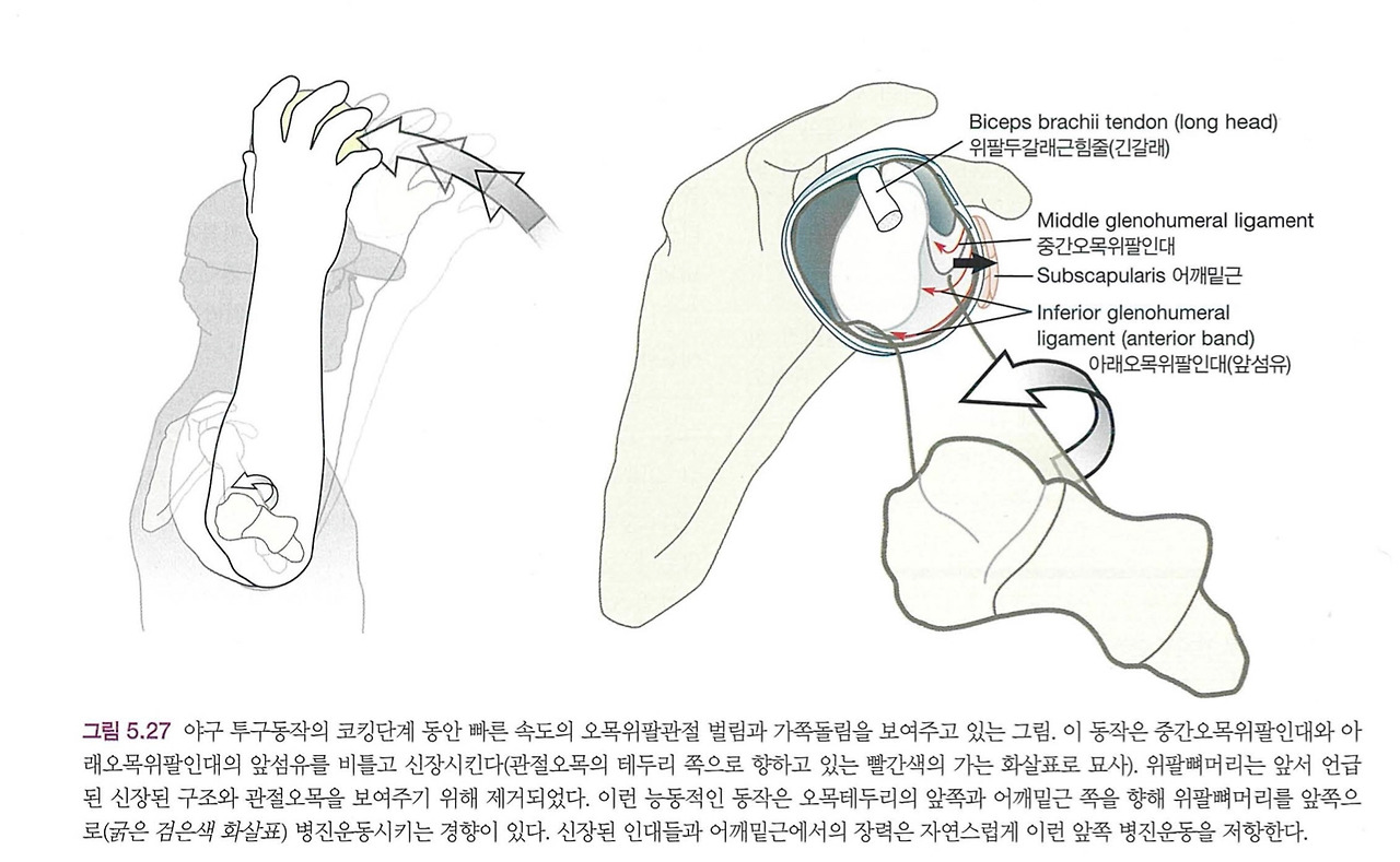 기능해부학 뉴만 오목위팔관절 Gh Joint 1 어깨복합체 관절학 네이버 블로그