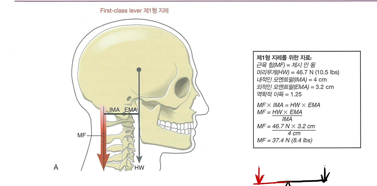근육 뼈대의 지레2 제1형 지레