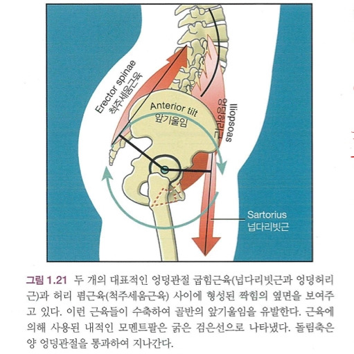 관절에서의 근육작용3
