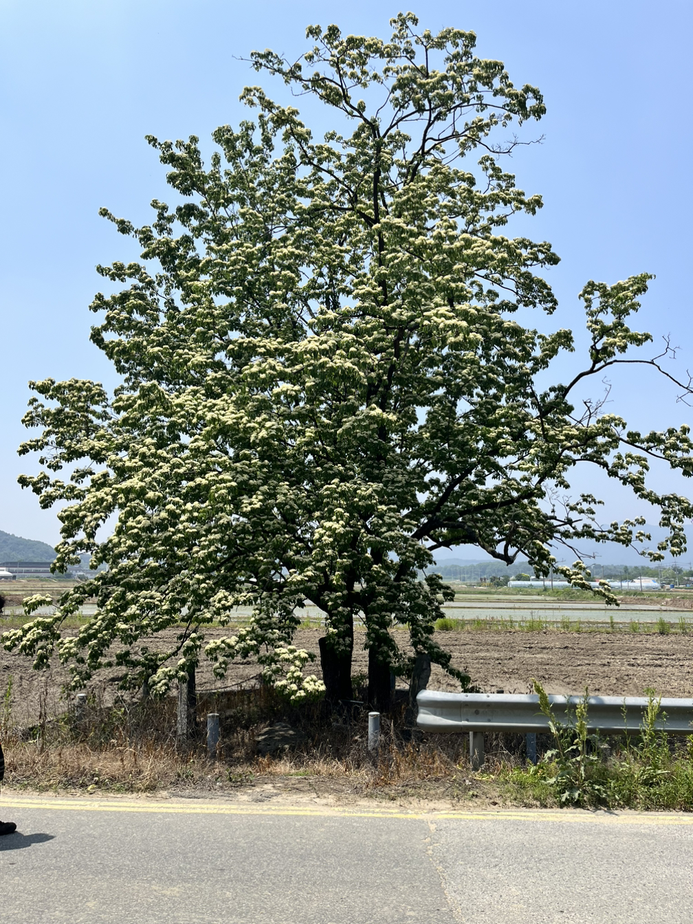 말채나무