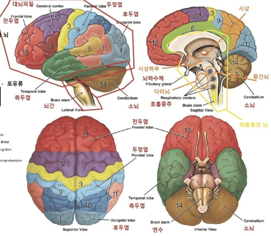 01화 사회적인 뇌 치유하기 2