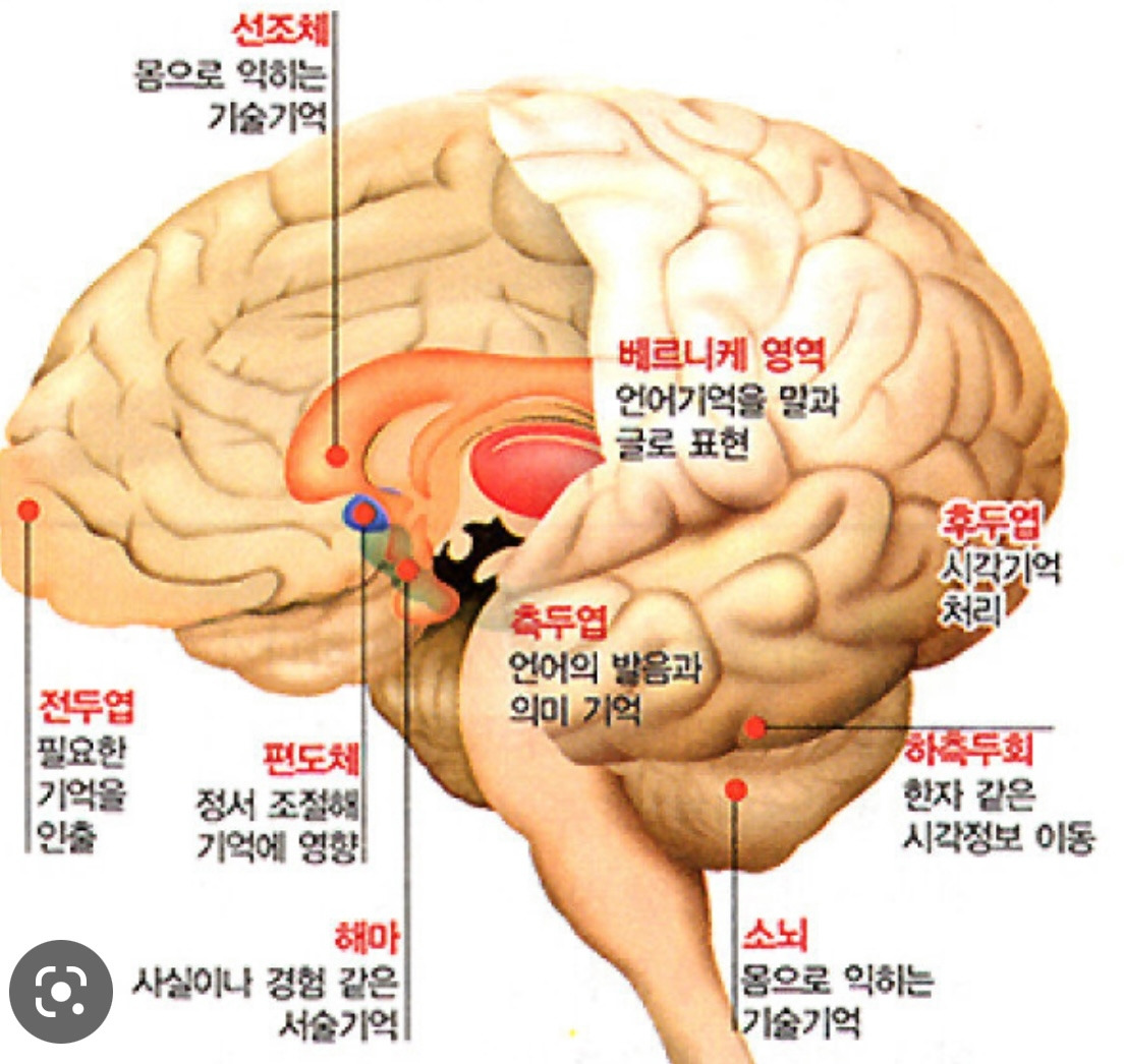 01화 사회적인 뇌 치유하기 2