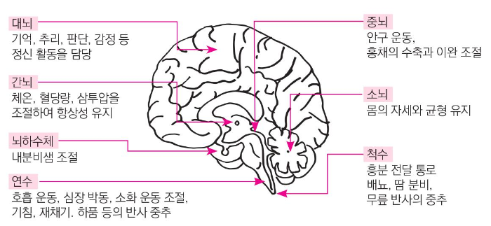 105 뇌에서의 정보처리와 마음 2