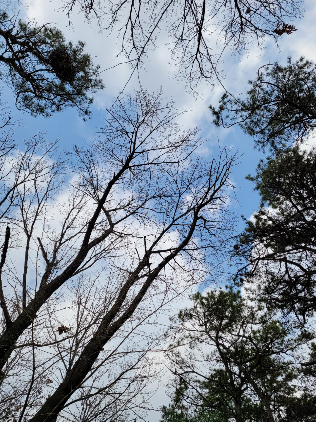 겨울나무