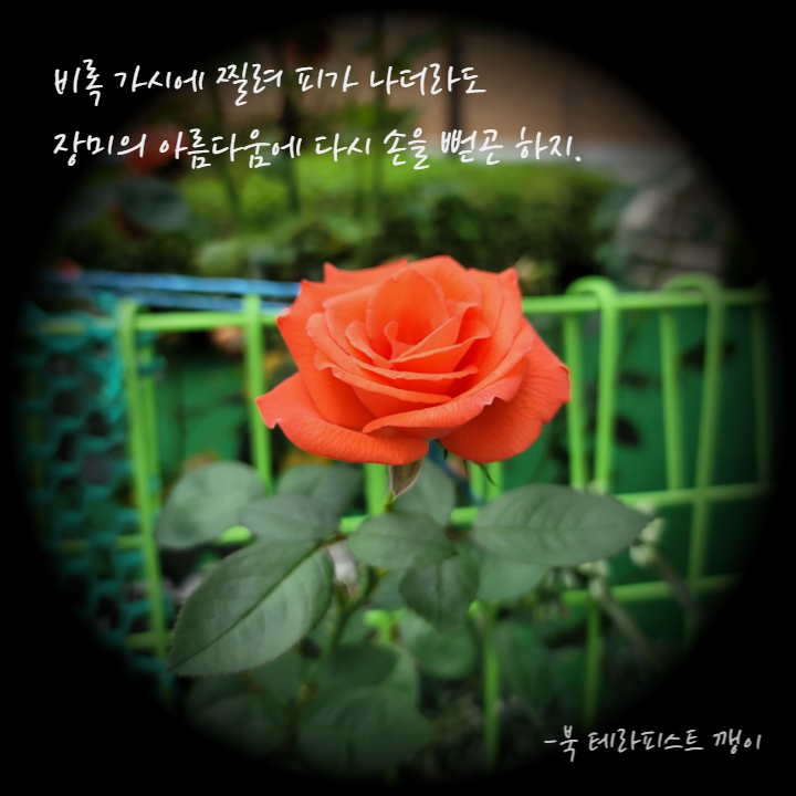 장미에 가시가 있는 이유