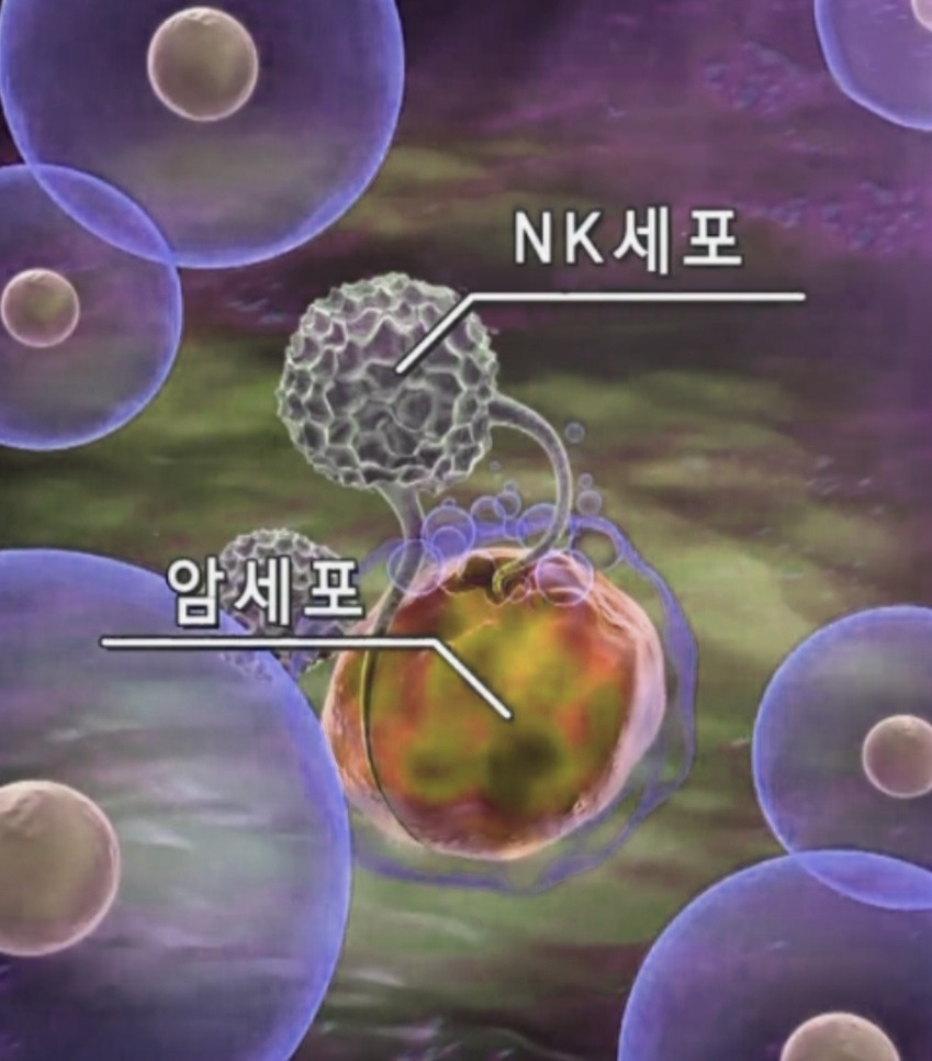 암투병은 면역력과 암세포의 싸움이다