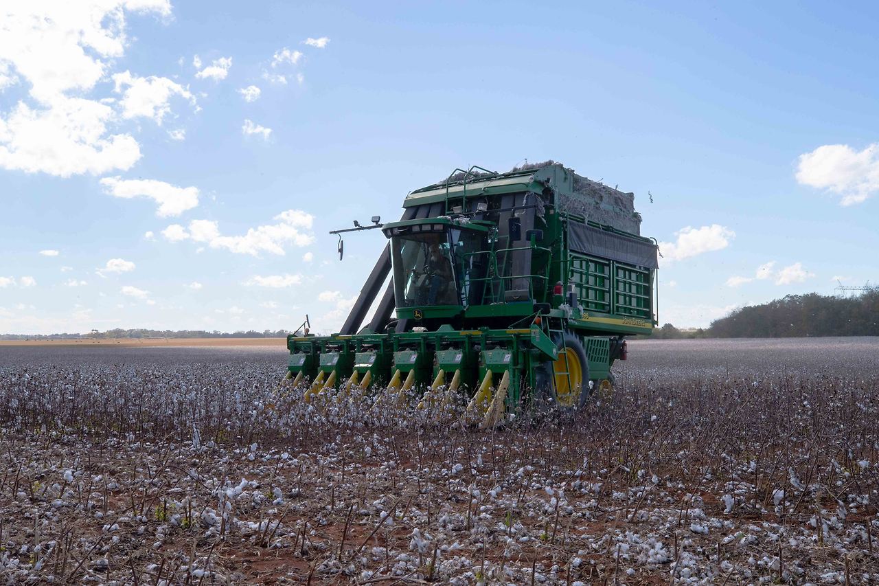 Cotton Field