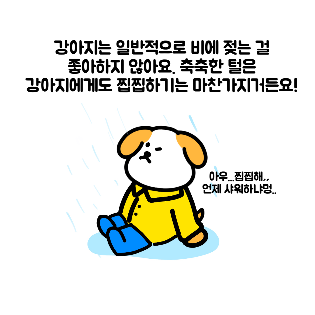 파우소나툰 비오는 날 강아지 산책 시켜도 될까요