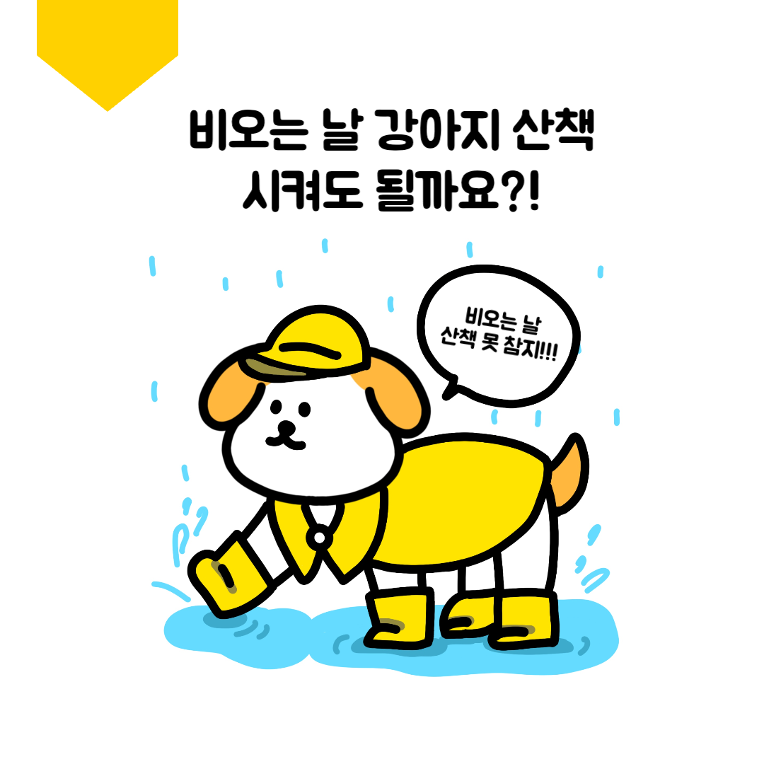 파우소나툰 비오는 날 강아지 산책 시켜도 될까요