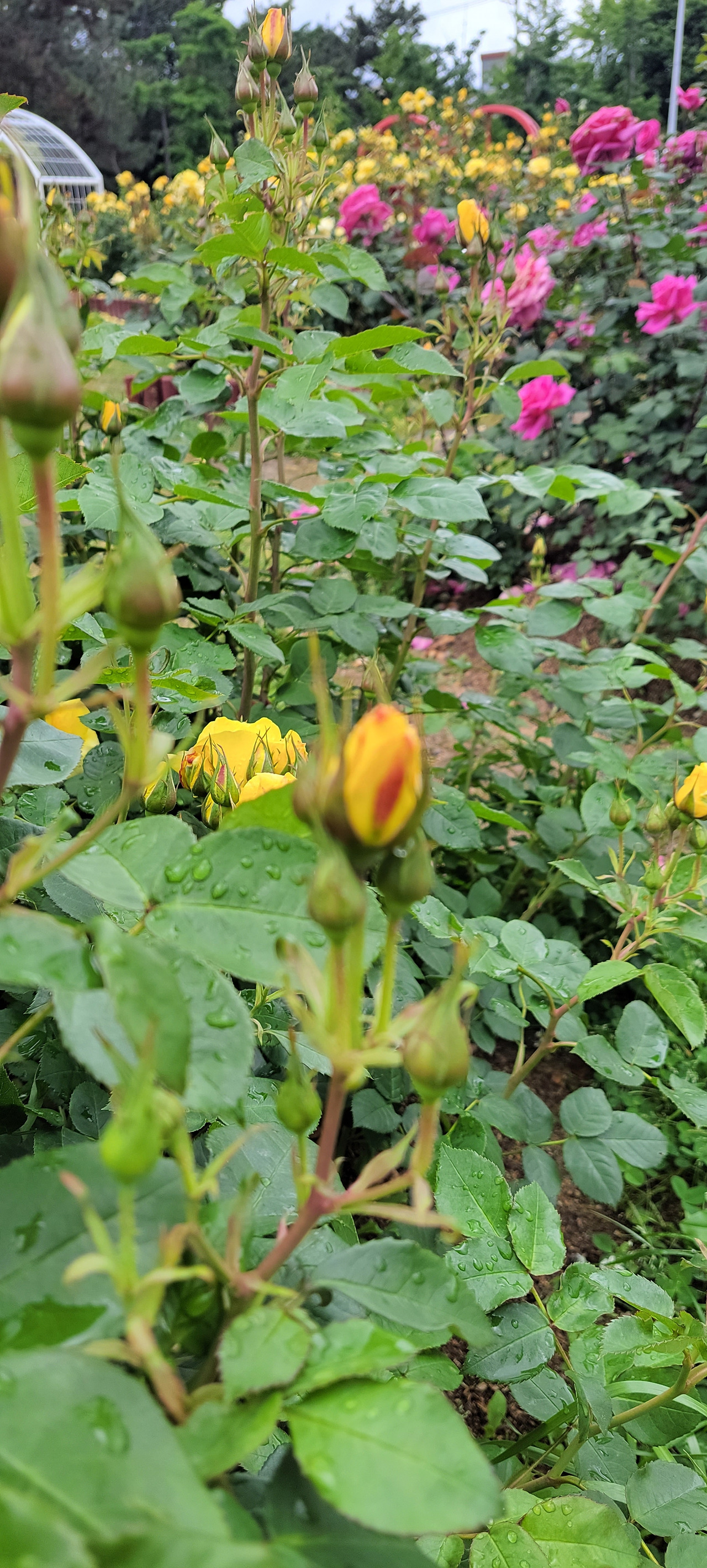 01화 민들레 한송이