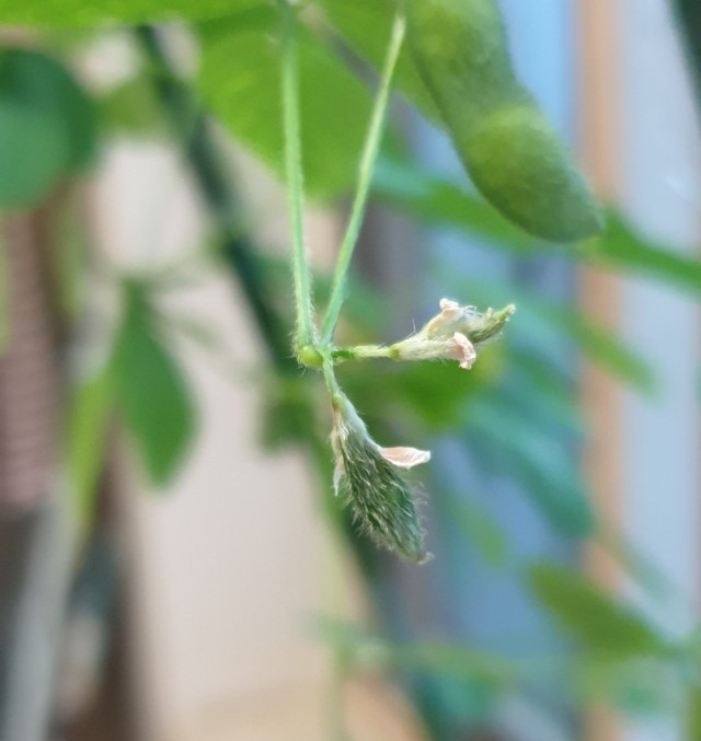 콩을 키우며 드는 생각