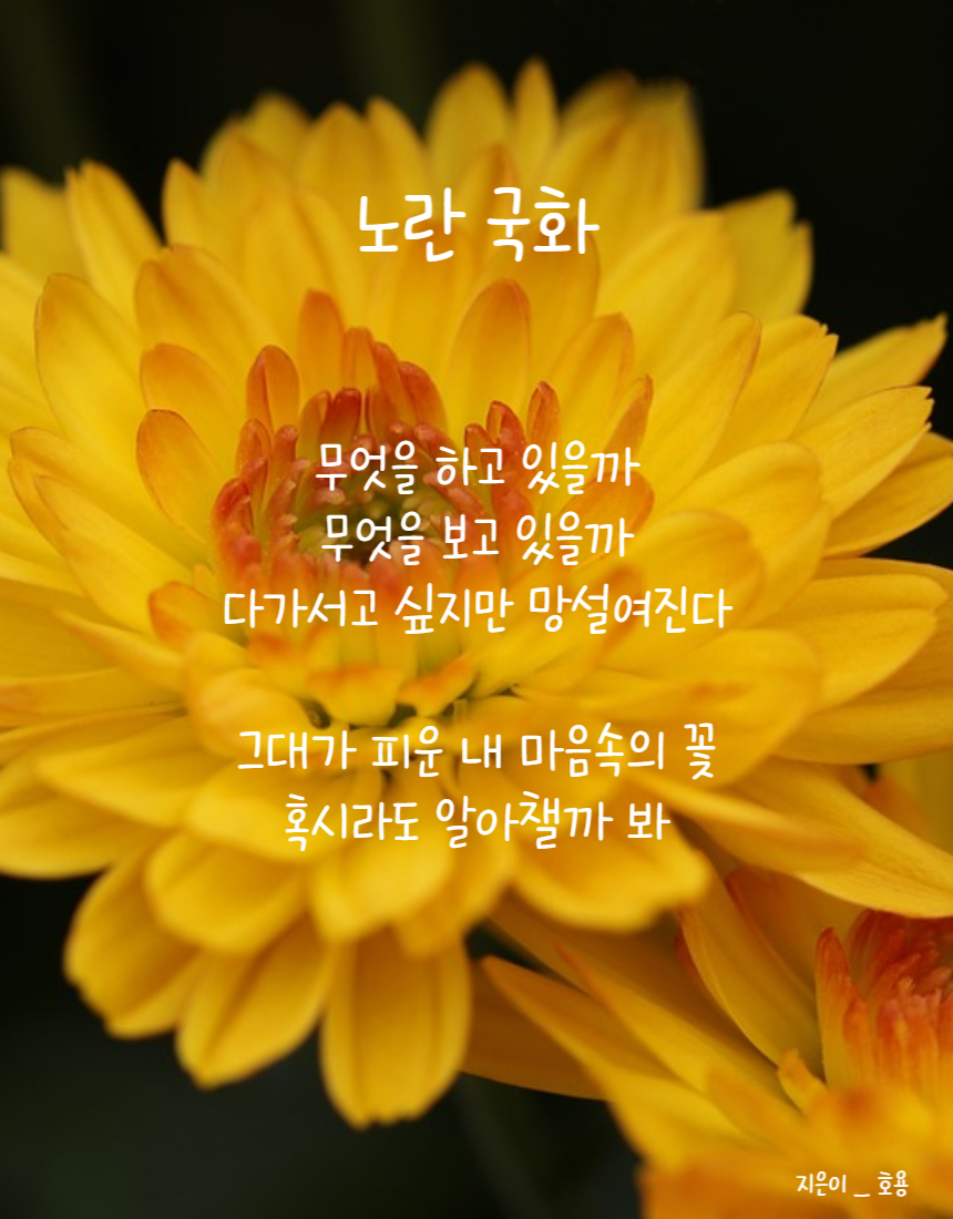 노란 국화