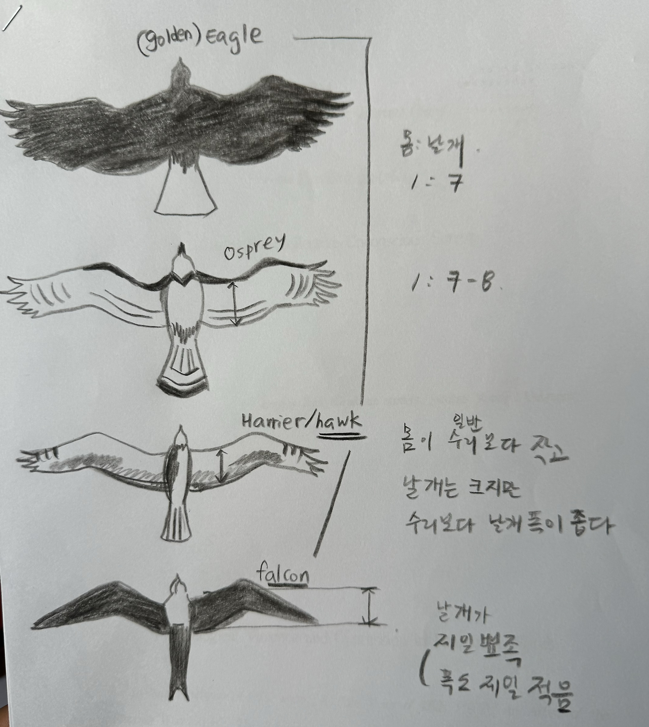 이글 호크 팔콘