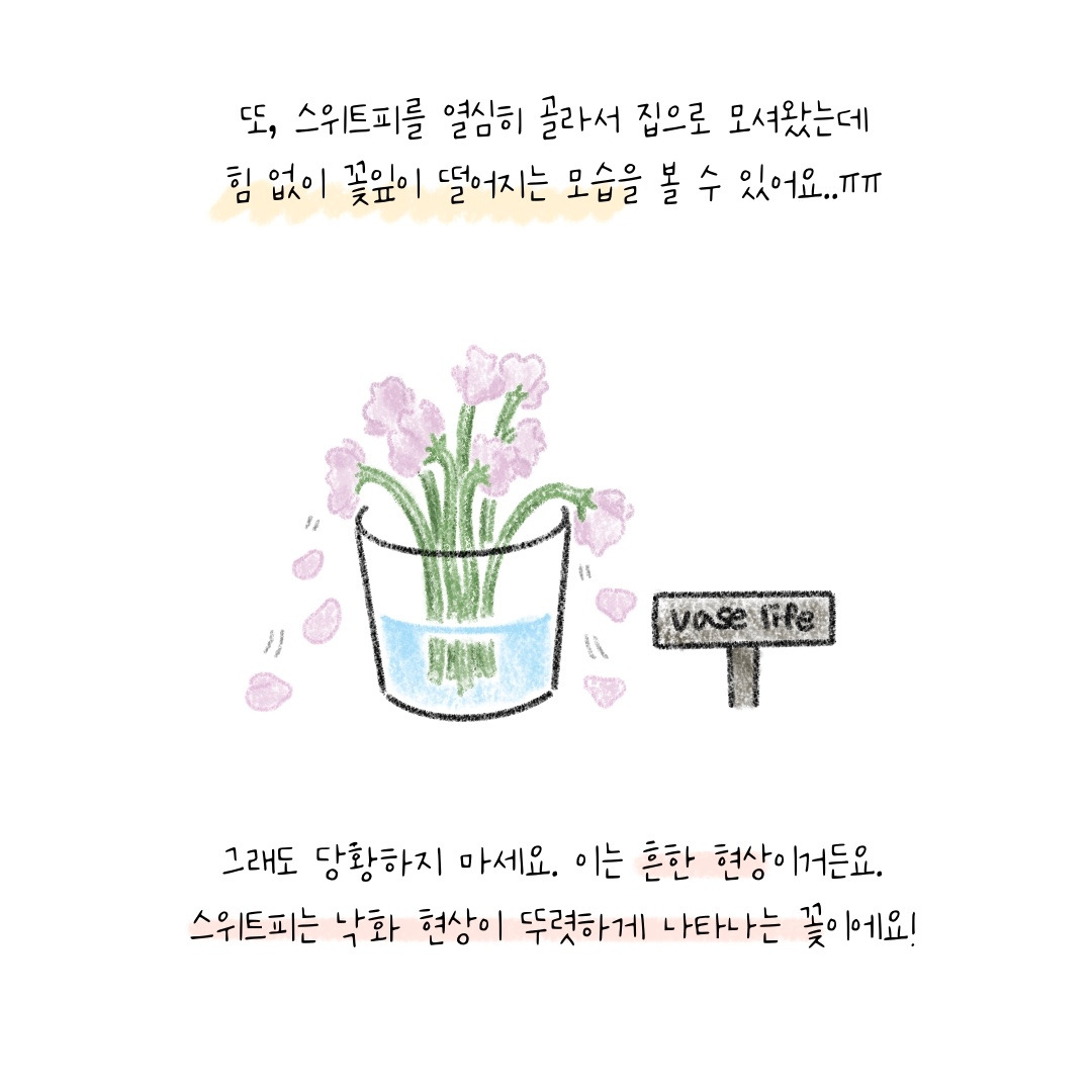 08화 8 스위트피