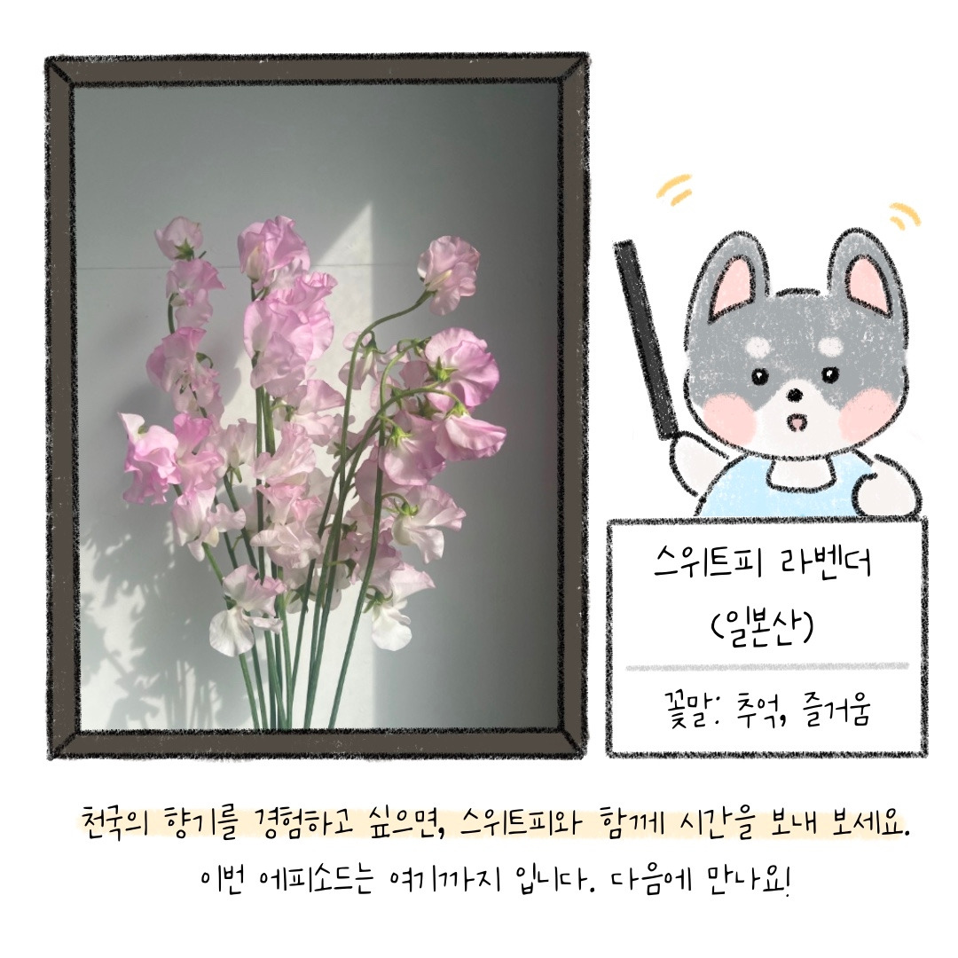 08화 8 스위트피